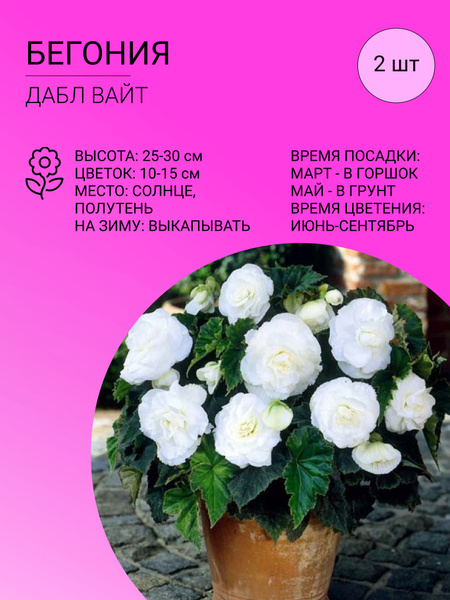 Бегонии комнатные, Бегония Бегония - купить по выгодным ценам в ...