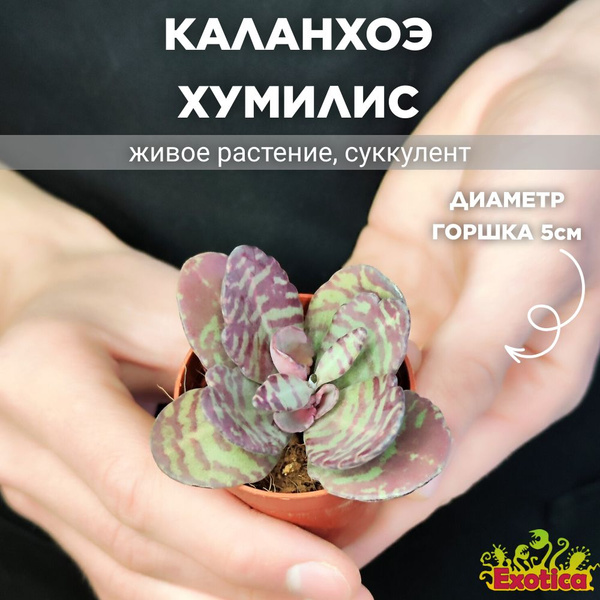 Суккулент Exotica Kalanchoe Humilis, 5 дм, 1 шт - купить по выгодной ...