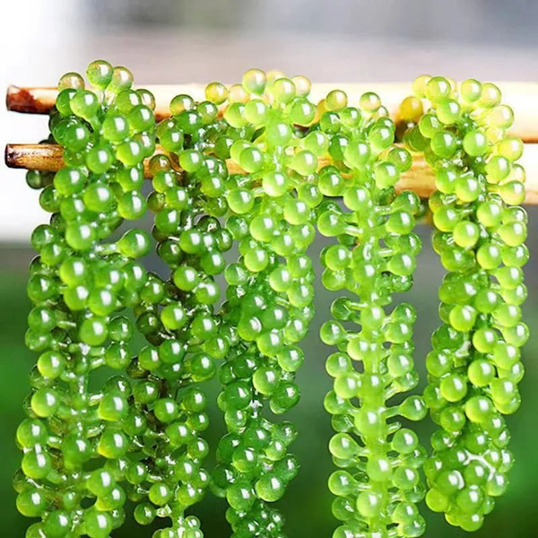 Морской виноград Уми Будо, 100 г Зеленая икра, полезные морские ...