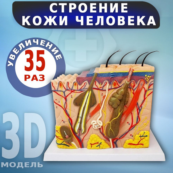Вопросы и ответы о Трехмерная анатомическая модель строения кожи ...