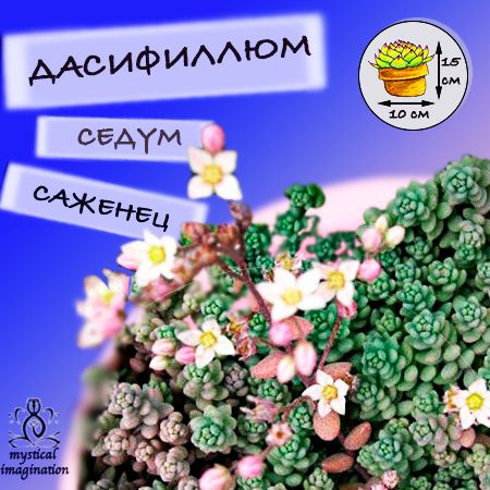 Седум дасифиллюм (Очиток густолистый) - купить с доставкой по выгодным ...