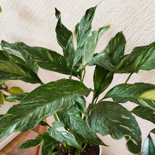 Спатифиллум Даймонд пестролистный (Spathiphyllum Diamond), 6.5 дм, 1 шт ...