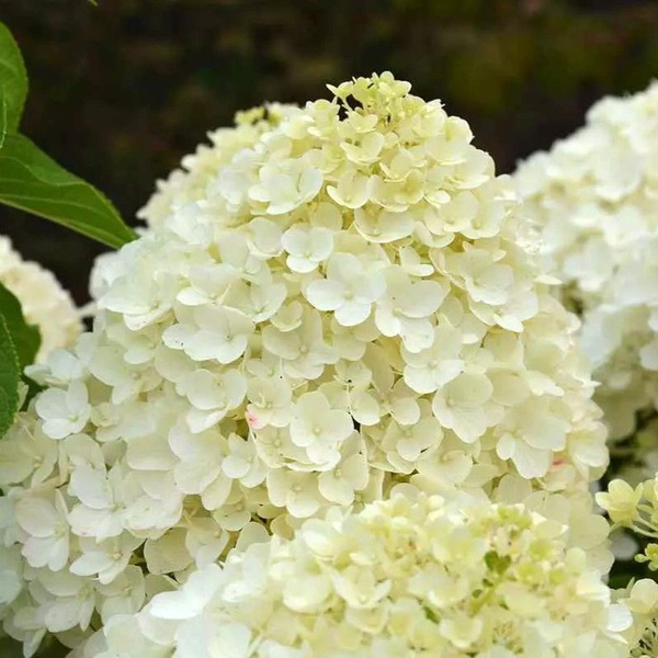 Характеристики Гортензия метельчатая Саммер Сноу - Hydrangea Summer ...