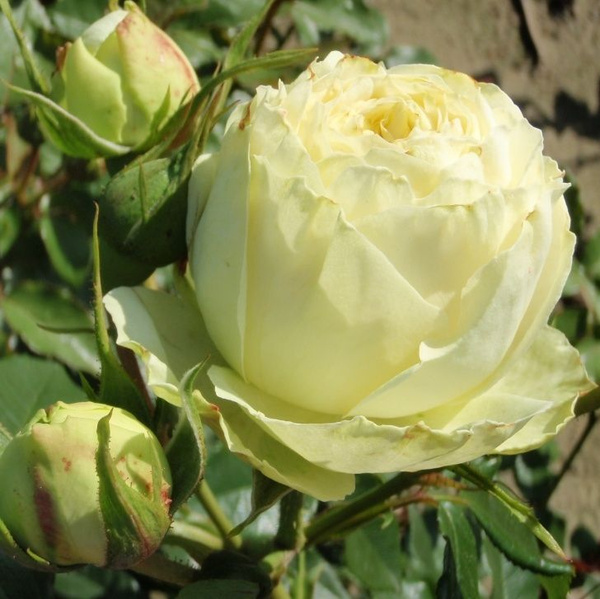 Роза Лайм Пиано(Lime Piano) - купить с доставкой по выгодным ценам в ...