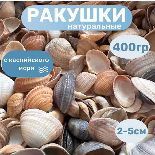 Ракушки морские натуральные купить на OZON по низкой цене (1600615941)