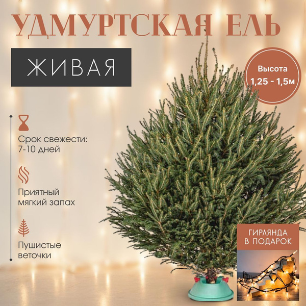 Живая елка Удмуртская ELKI HOME срезанная 1.25-1.5 м купить на OZON по низкой цене (1758323967)