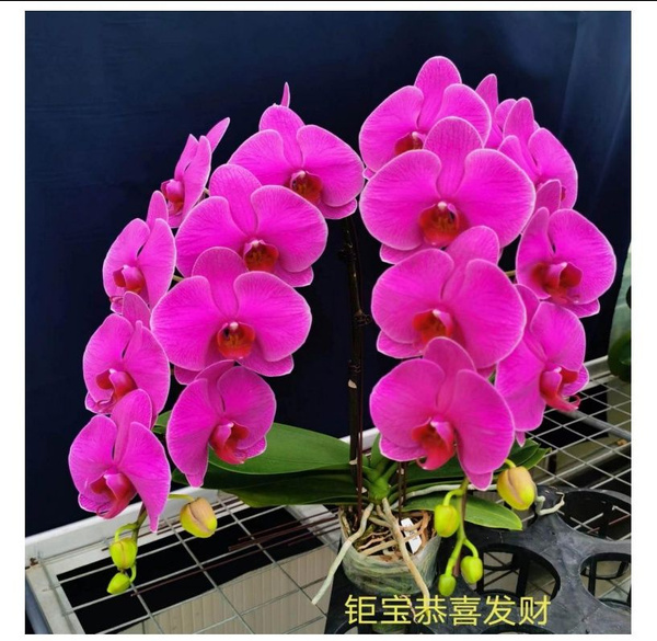 Живая орхидея фаленопсис № 132, Gong Xi Fa Cai, размер 2,8" сейчас не цветет купить на OZON по ...