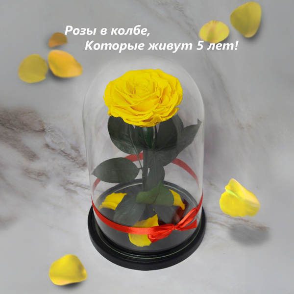 Роза в колбе живая стабилизированная, 30х15 бутон: 11см ...