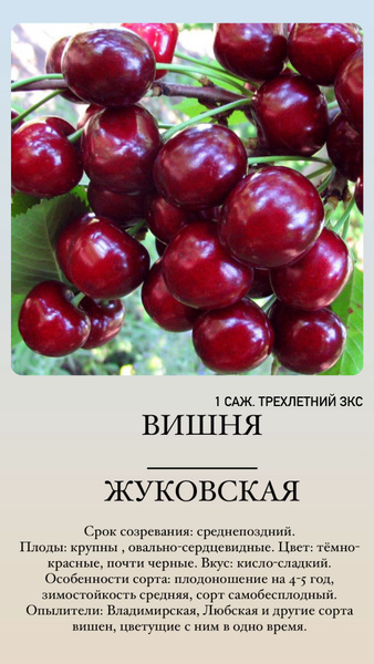Вишня Вишня_Жуковская - купить по выгодным ценам в интернет-магазине ...