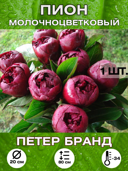 Пионы Magic Blooming Garden Пион саженец, многолетние цветы - купить по ...