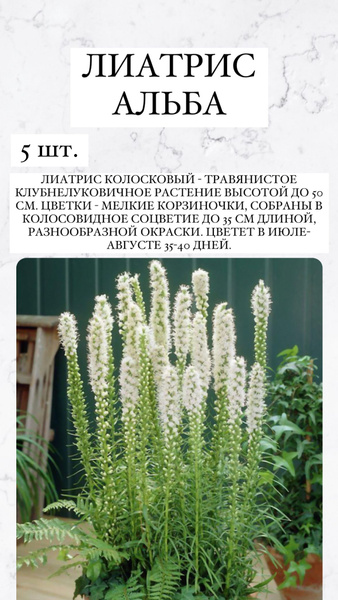 Луковицы Лиатрис купить по выгодной цене в интернет-магазине OZON ...