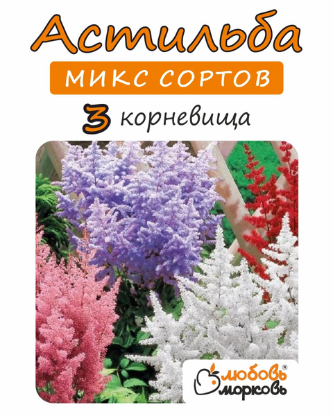 Астильба микс корневище 3шт купить на OZON по низкой цене (1729333996)