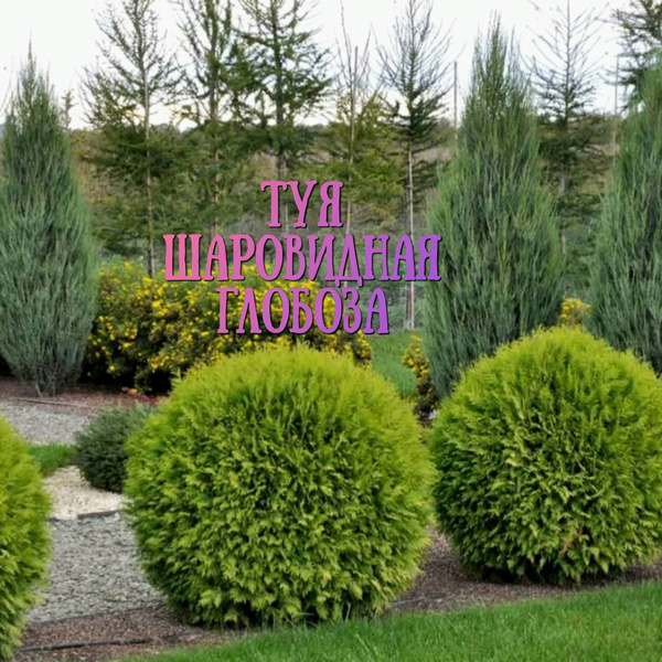 Туя шаровидная Глобоза. 3 года. Высота 70 см. - купить с доставкой по ...