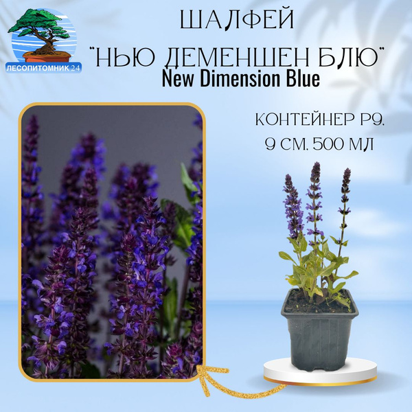 Шалфей дубравный "New Dimension Blue", Р9 - купить с доставкой по ...