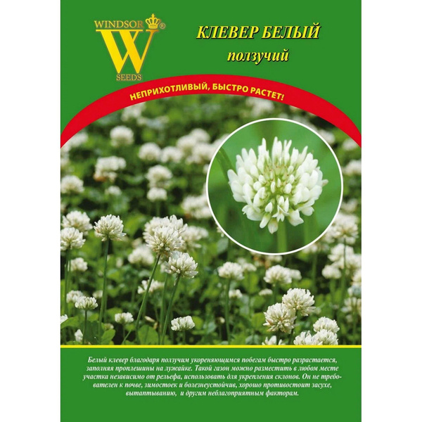 Windsor цветущий газон Клевер Белый ползучий Лифлекс 1 кг Seeds ...