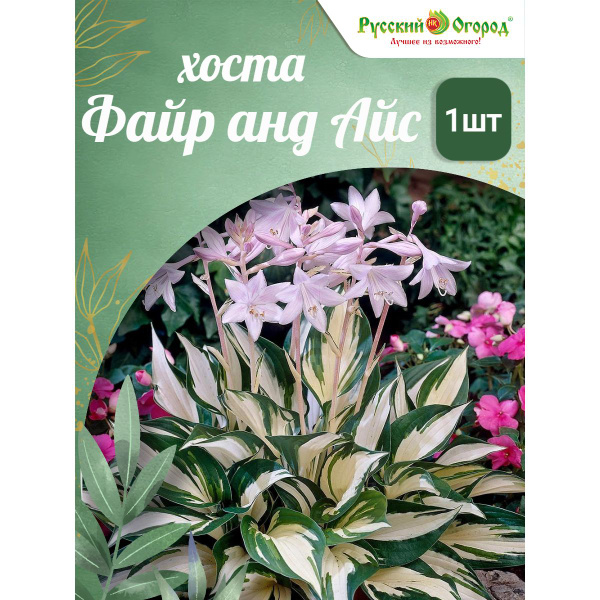 Хоста Файр анд Айс - купить с доставкой по выгодным ценам в интернет ...