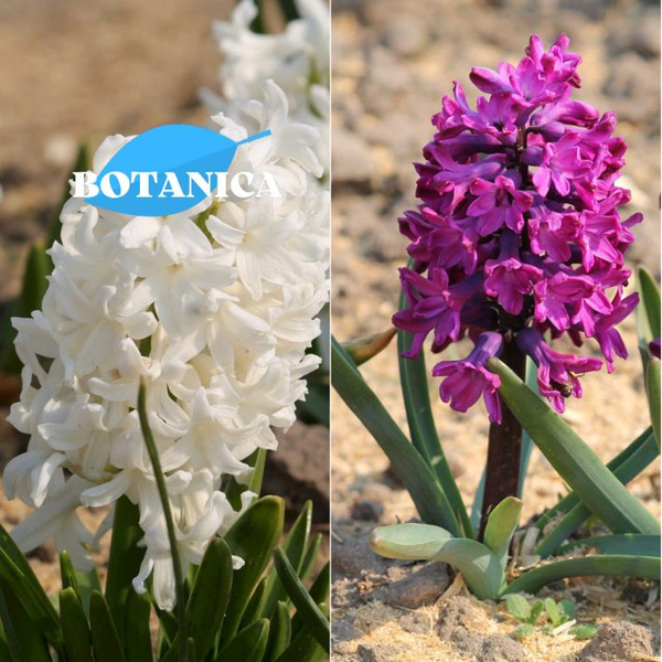 Луковицы Гиацинт BOTANICA-garden купить по выгодной цене в интернет ...
