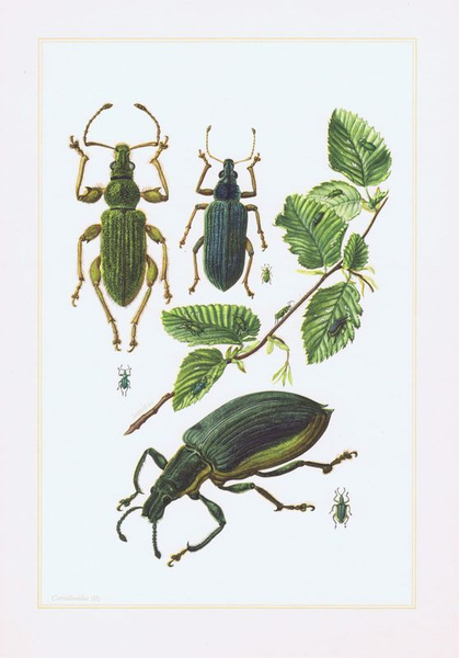 Жуки. Долгоносики. Антикварная офсетная литография. Германия, 1961 год купить на OZON по низкой ...