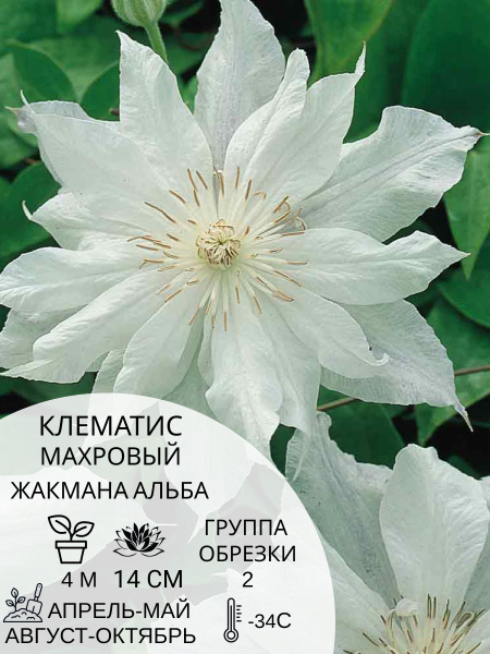 Клематис клематис - купить по выгодным ценам в интернет-магазине OZON ...