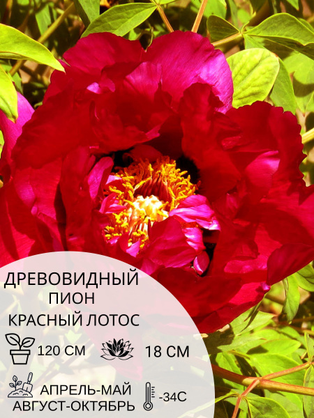 Корень пиона древовидный Красный Лотос, саженец многолетних цветов ...