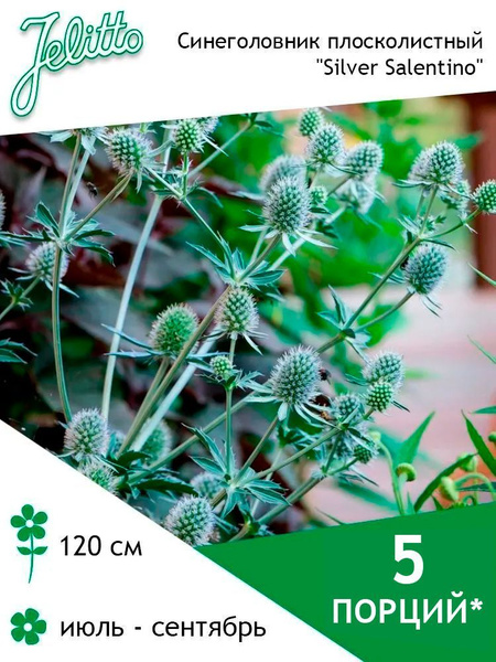 Jelitto Синеголовник плосколистный "Silver Salentino" - купить по ...