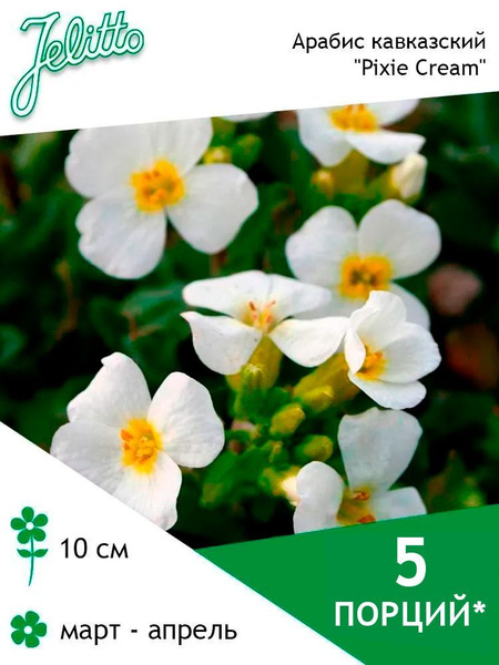 Арабис Jelitto Арабис (резуха) кавказский "Pixie Cream" - купить по ...