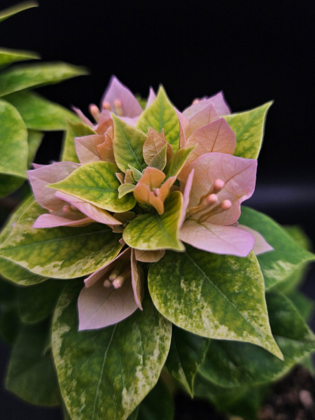 Бугенвиллия Sunset pixie alba купить на OZON по низкой цене (1769601435)