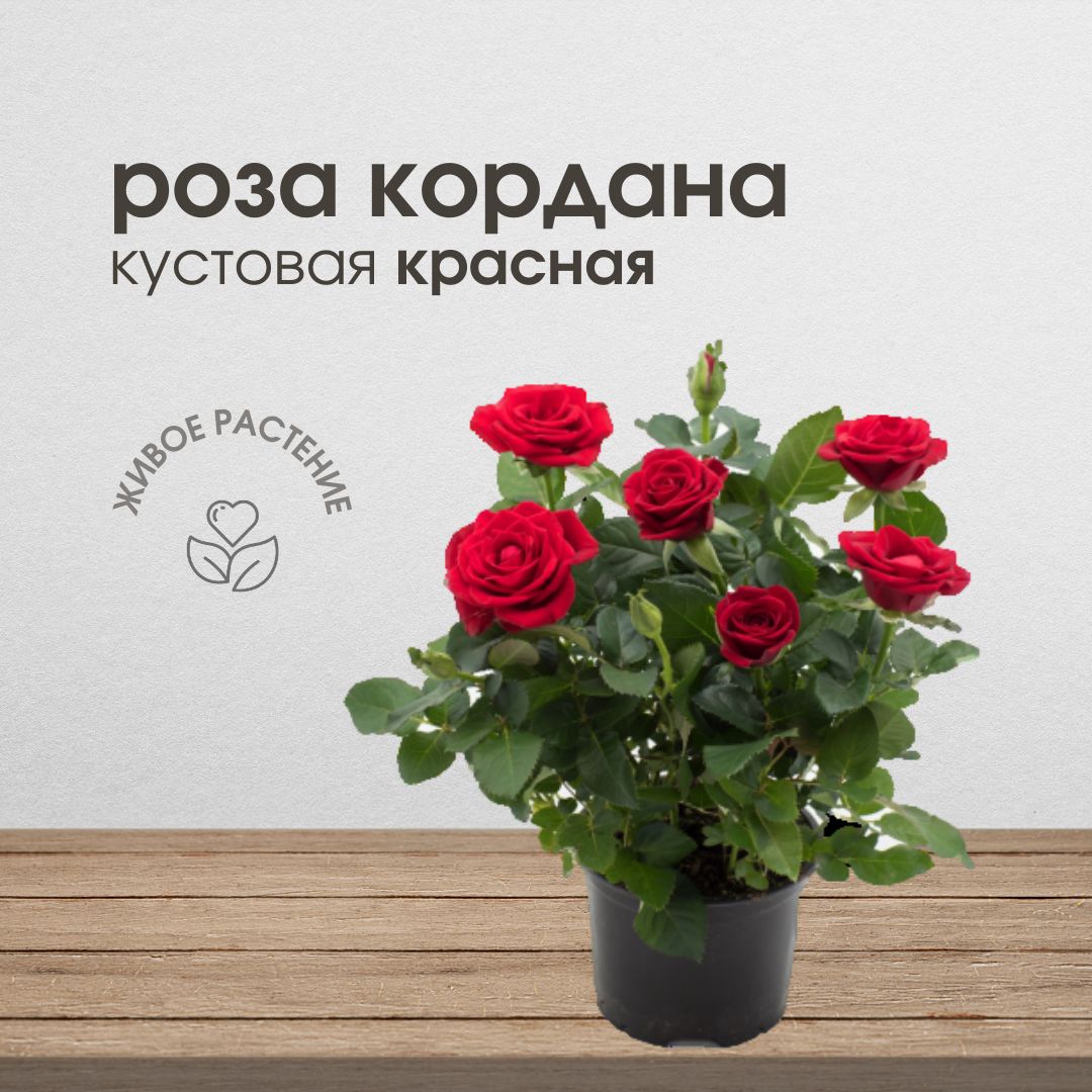 Роза Кордана купить на OZON по низкой цене