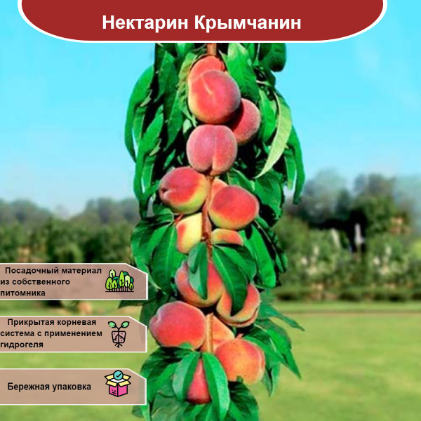 Нектарин Крымчанин - купить с доставкой по выгодным ценам в интернет ...