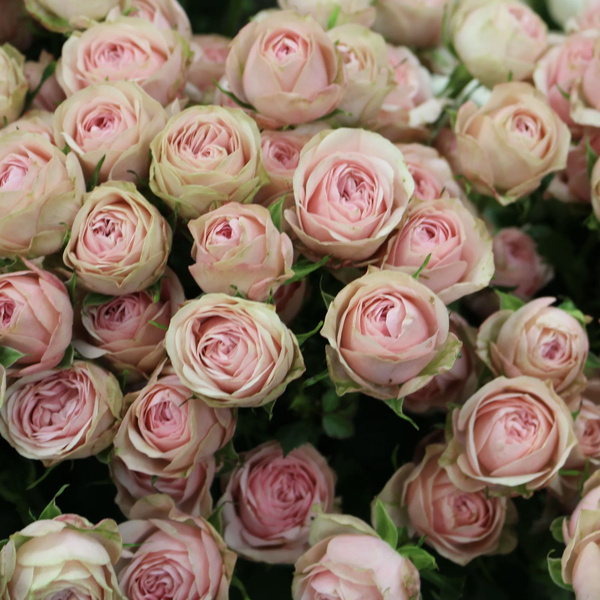 Роза флорибунда Эден Романтика / саженец розы - купить с доставкой по ...