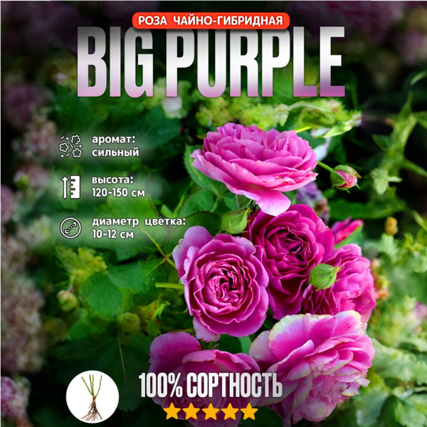 Роза Чайно-гибридная Big Purple, Саженцы роз - купить с доставкой по ...
