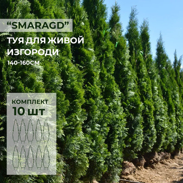 Туя для изгороди Смарагд высотой 140-160см с закрытой корневой системой ...