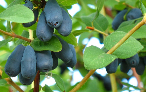 Жимолость съедобная Камчадалка - купить с доставкой по выгодным ценам в ...