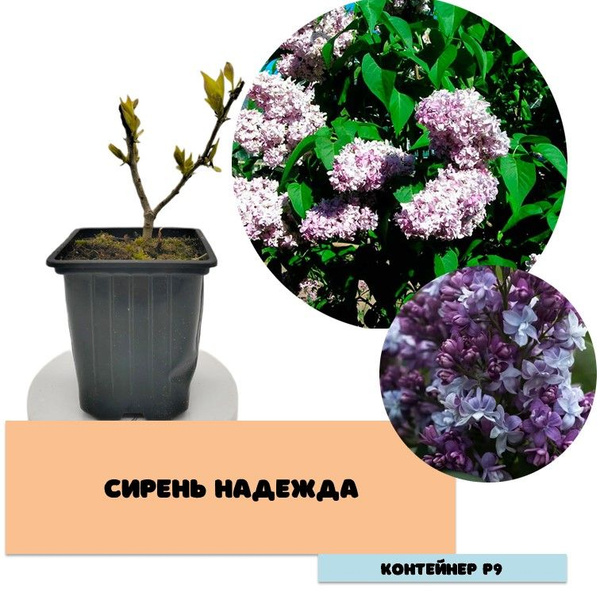 Сирень Надежда - купить с доставкой по выгодным ценам в интернет ...