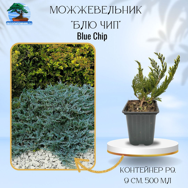 Можжевельник горизонтальный 'Blue Chip' (Блю Чип), Р9 - купить с ...