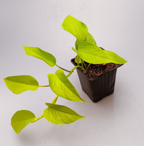 Epipremnum pinnatum neon Golden Pothos (эпипремнум/сциндапсус неон ...