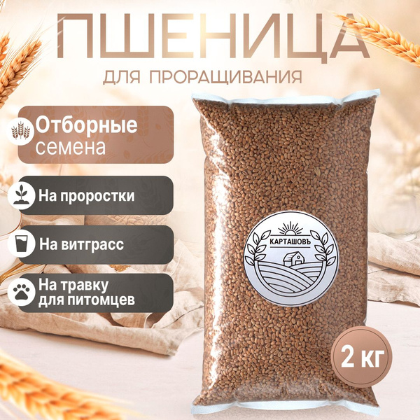 Пшеница для проращивания - элитные семена , на ростки для микрозелени и ...
