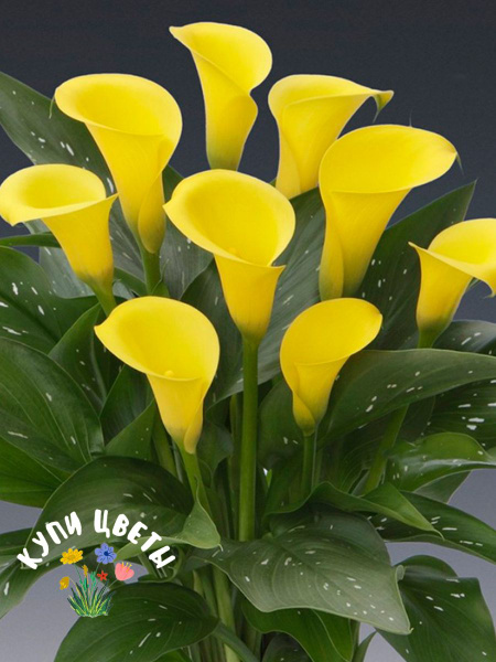 Калла CAPTAIN DYNAMO (1шт) купить на OZON по низкой цене (1800319727)