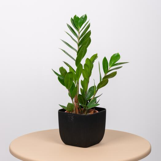 VipSet Горшок для цветов, 13 см х 14 см х 14 см, 1.95 л, 2 шт купить на ...