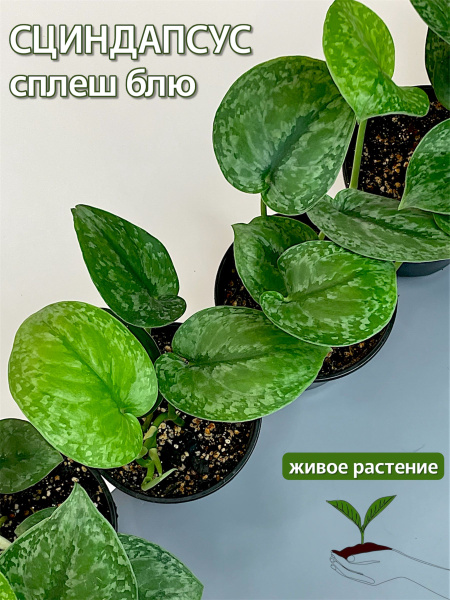 Сциндапсус Сплеш Блю триколор (Scindapsus Splash Blue Tricolor) купить ...