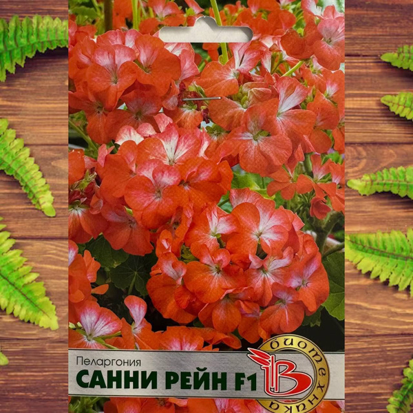Герань садовая, Пеларгонии (Герань) Биотехника цветов для дома и сада ...