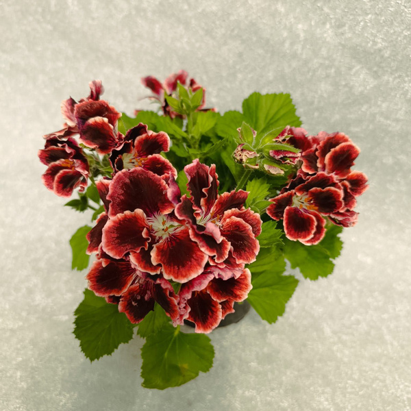 Пеларгония Элеганс Адель, 12 дм, 1 шт - купить по выгодной цене в ...