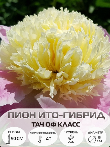 Корень пиона ито-гибрид Тач Оф Класс, многолетние цветы, саженец 1 шт ...