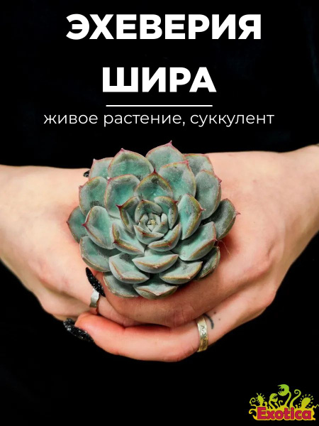Эхеверия Шира (Echeveria Shira) D5см, растение в горшке купить на OZON ...