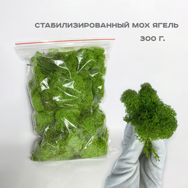 Стабилизированный мох ягель Лайм 300г купить на OZON по низкой цене ...