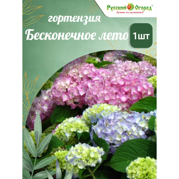 Характеристики Гортензия крупнолистная Бесконечное лето подробное ...