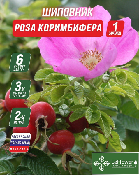 LeFlower 444276996 - купить по выгодным ценам в интернет-магазине OZON ...