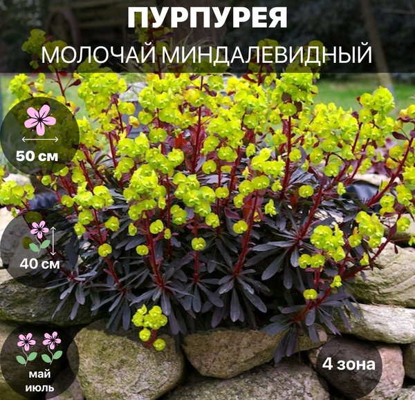 Клубни Молочай, Молочаи COLORLINE купить по выгодной цене в интернет ...
