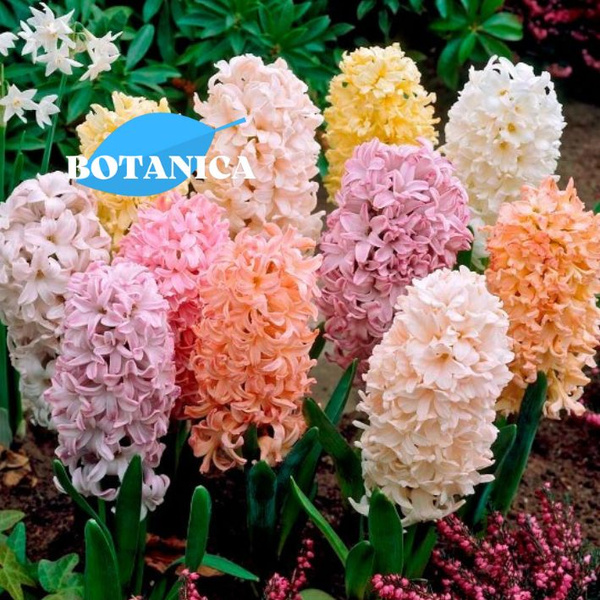 Луковицы Гиацинт BOTANICA-garden купить по выгодной цене в интернет ...