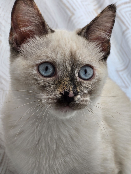 Джинсы Jeanique - купить с доставкой по выгодным ценам в интернет ...